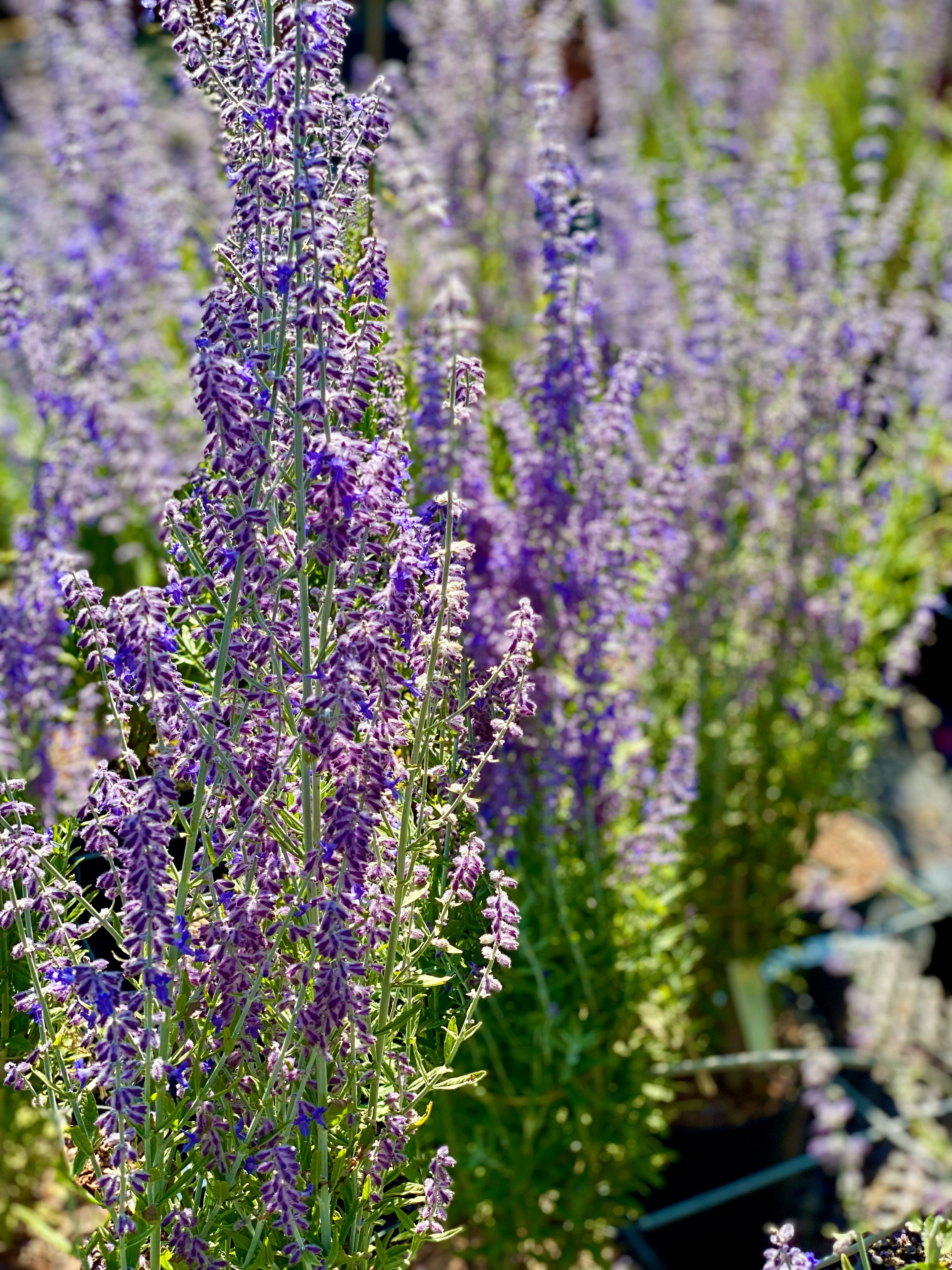 Perovskia Sorten – baumschule caduff