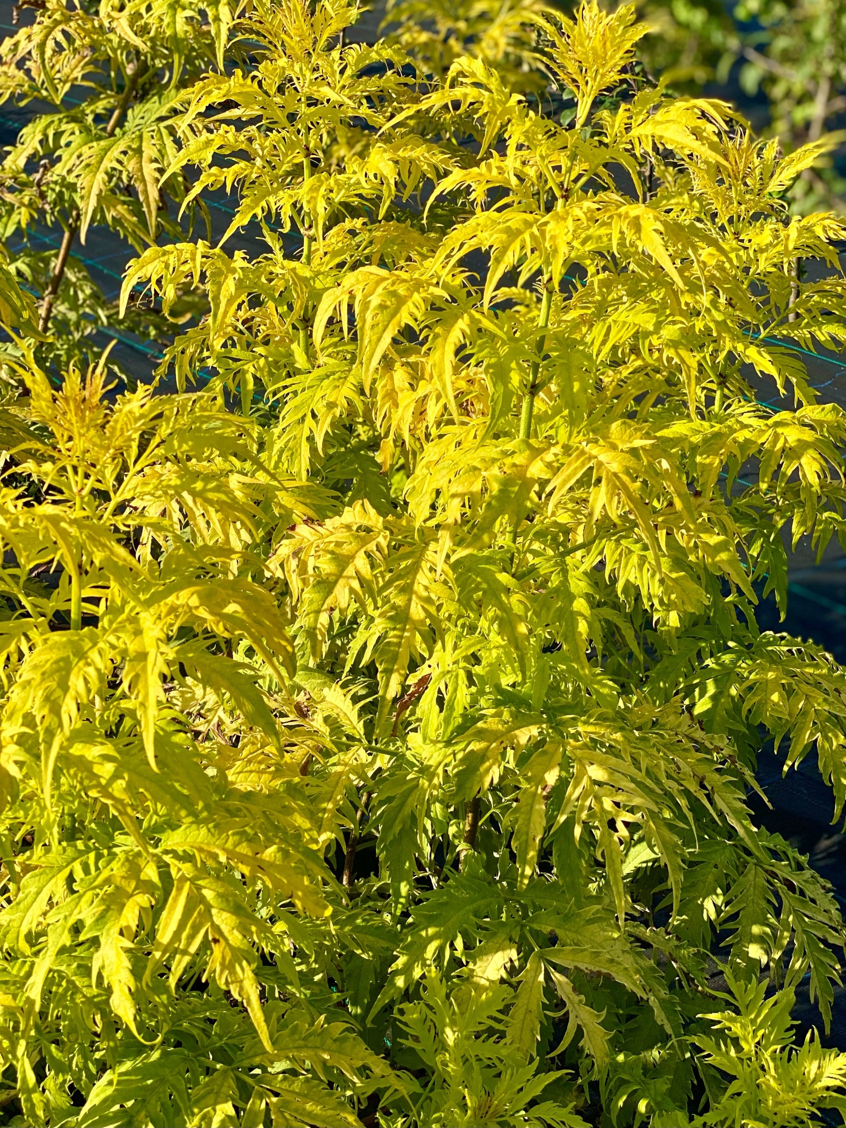 Sambucus racemosa 'Lemony Lace' – baumschule caduff